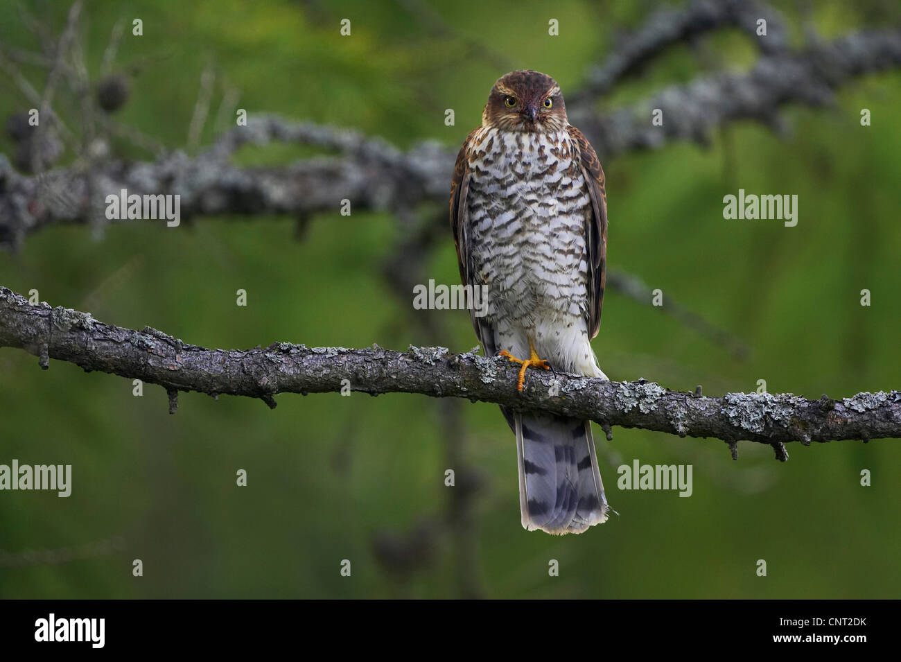 Finland j peltomaeki hi-res stock photography and images - Alamy