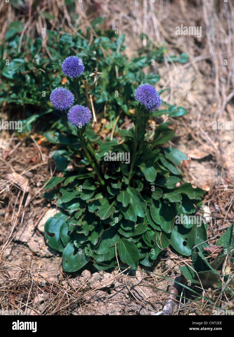 Globe daisy globularia punctata bloomin hi-res stock photography and ...