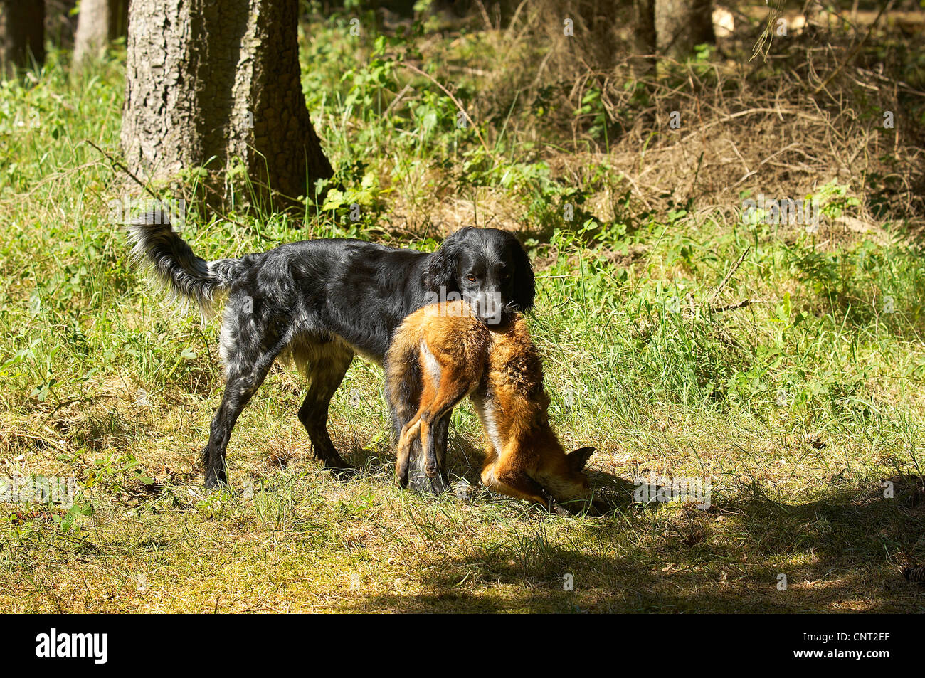 domestic dog (Canis lupus f. familiaris), hunting dog carrying fox ...