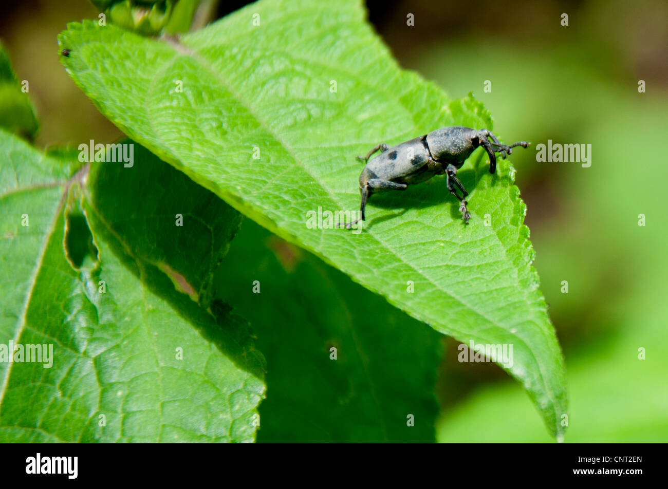 animal, bug, leaves, nature, small, plant, tree, insect Stock Photo - Alamy