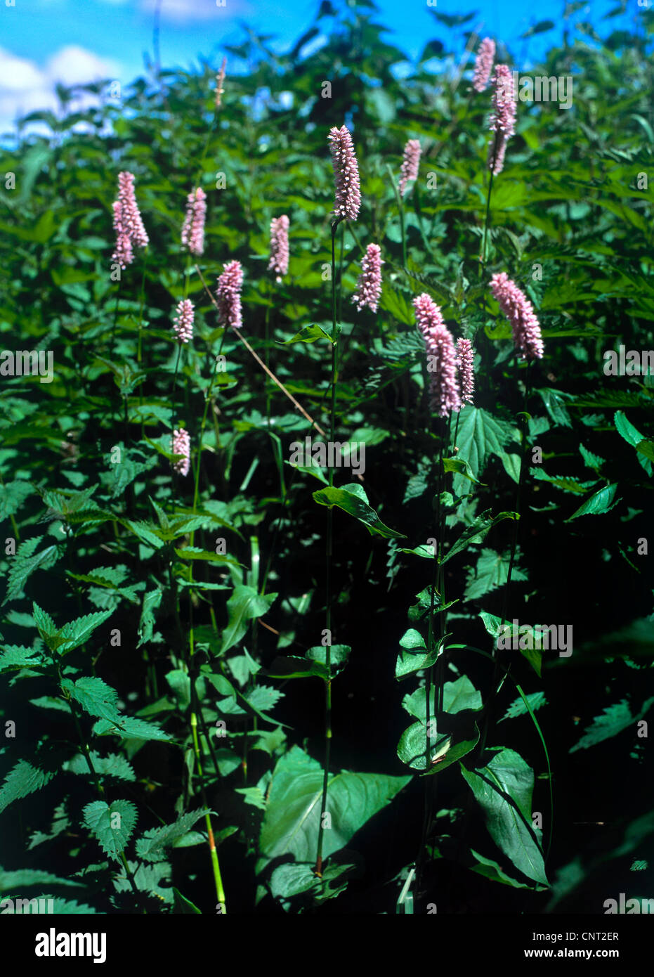 common bistort, meadow bistort (Polygonum bistorta, Bistorta major ...
