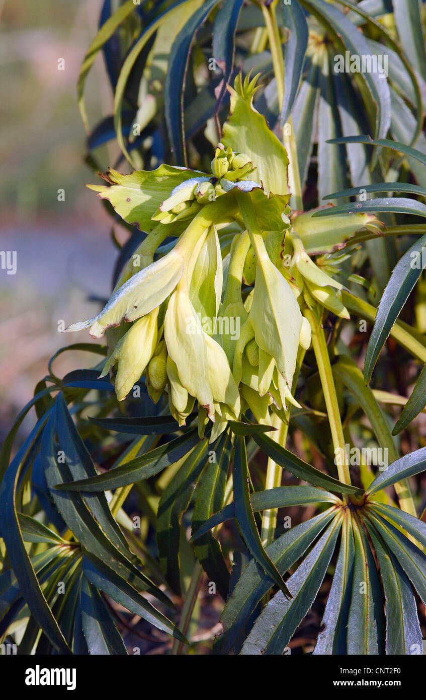 stinking hellebore, bearsfoot (Helleborus foetidus), blooming Stock ...
