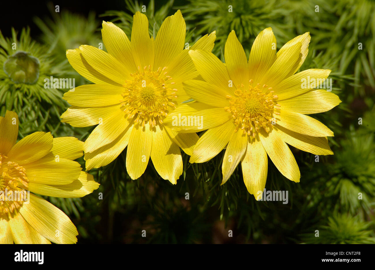 spring adonis (Adonis vernalis), blooming Stock Photo - Alamy