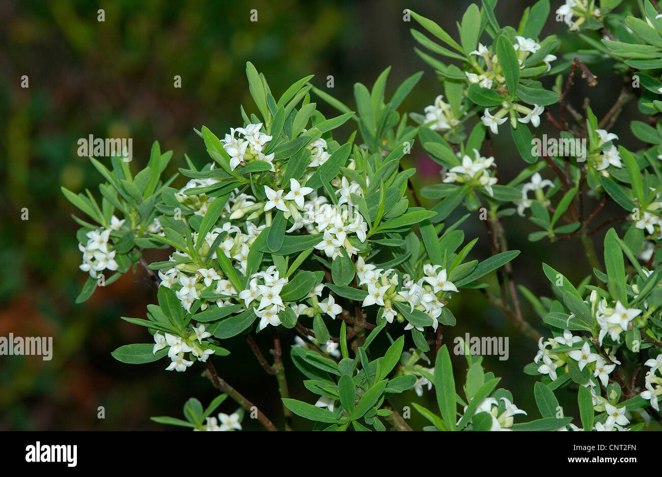 alpine daphne (Daphne alpinum), blooming Stock Photo - Alamy