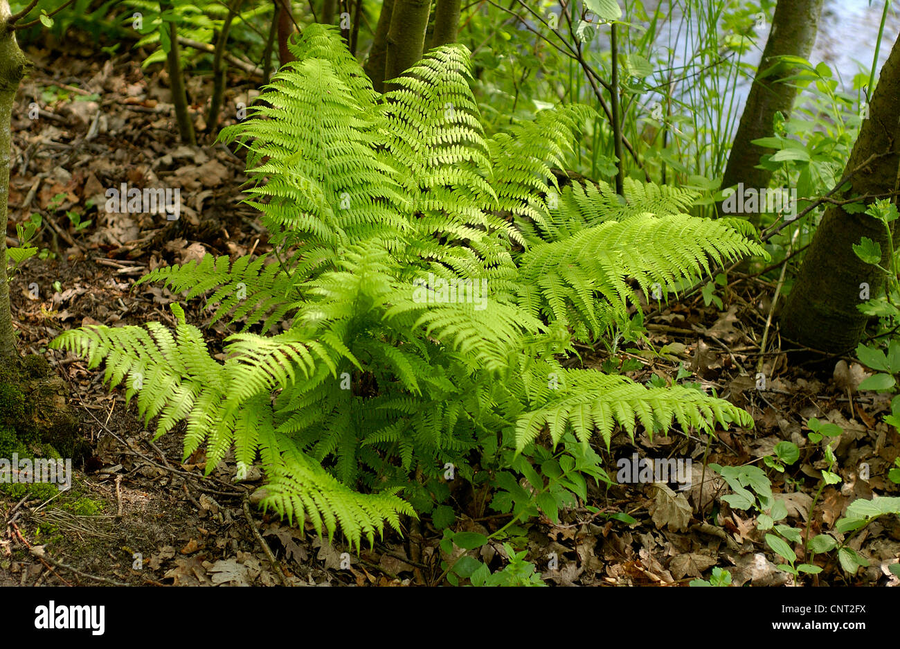 Lady ferns athyrium filix femina hi-res stock photography and images ...