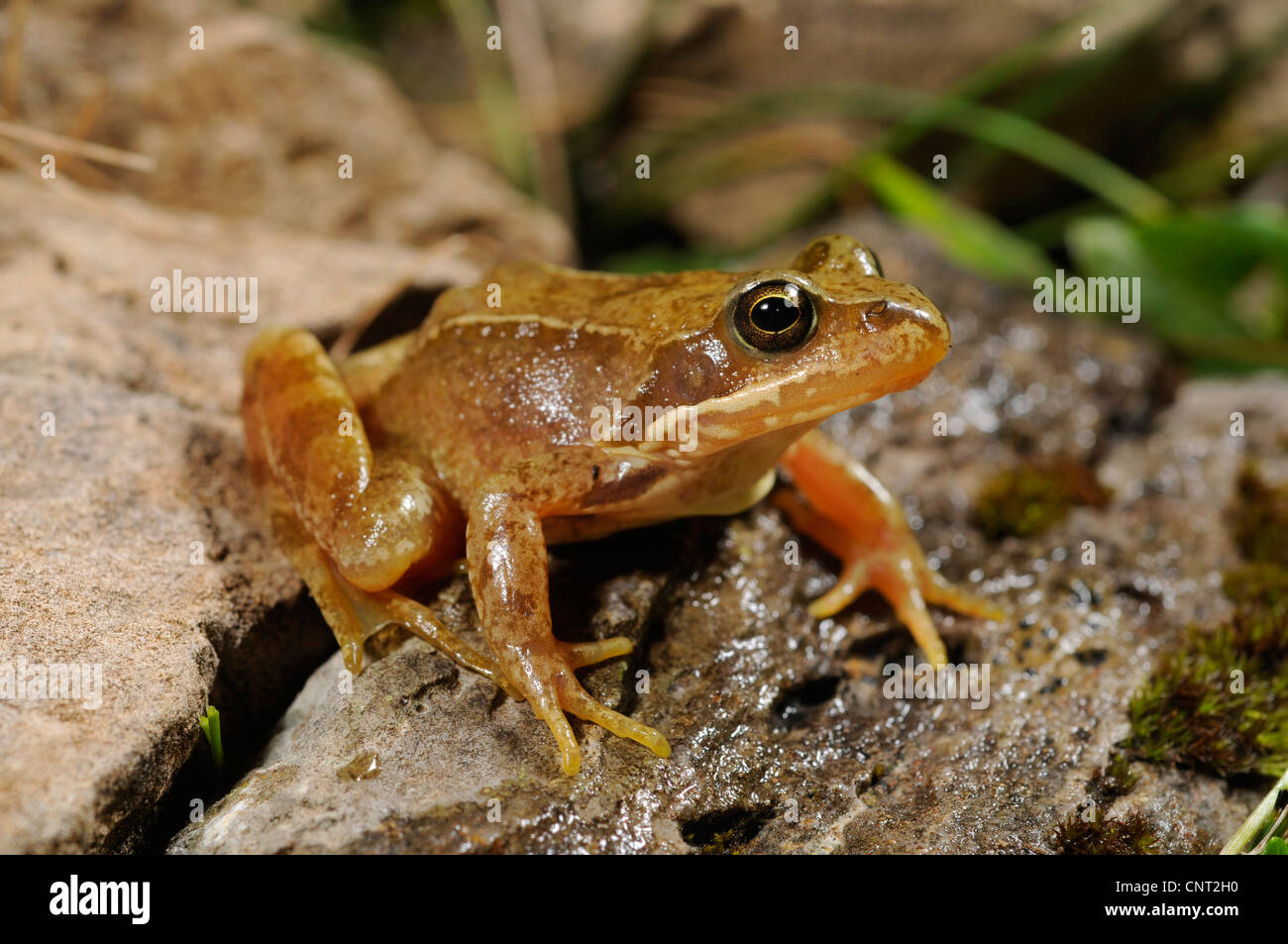 Ordesa y monte perdido national parks hi-res stock photography and ...