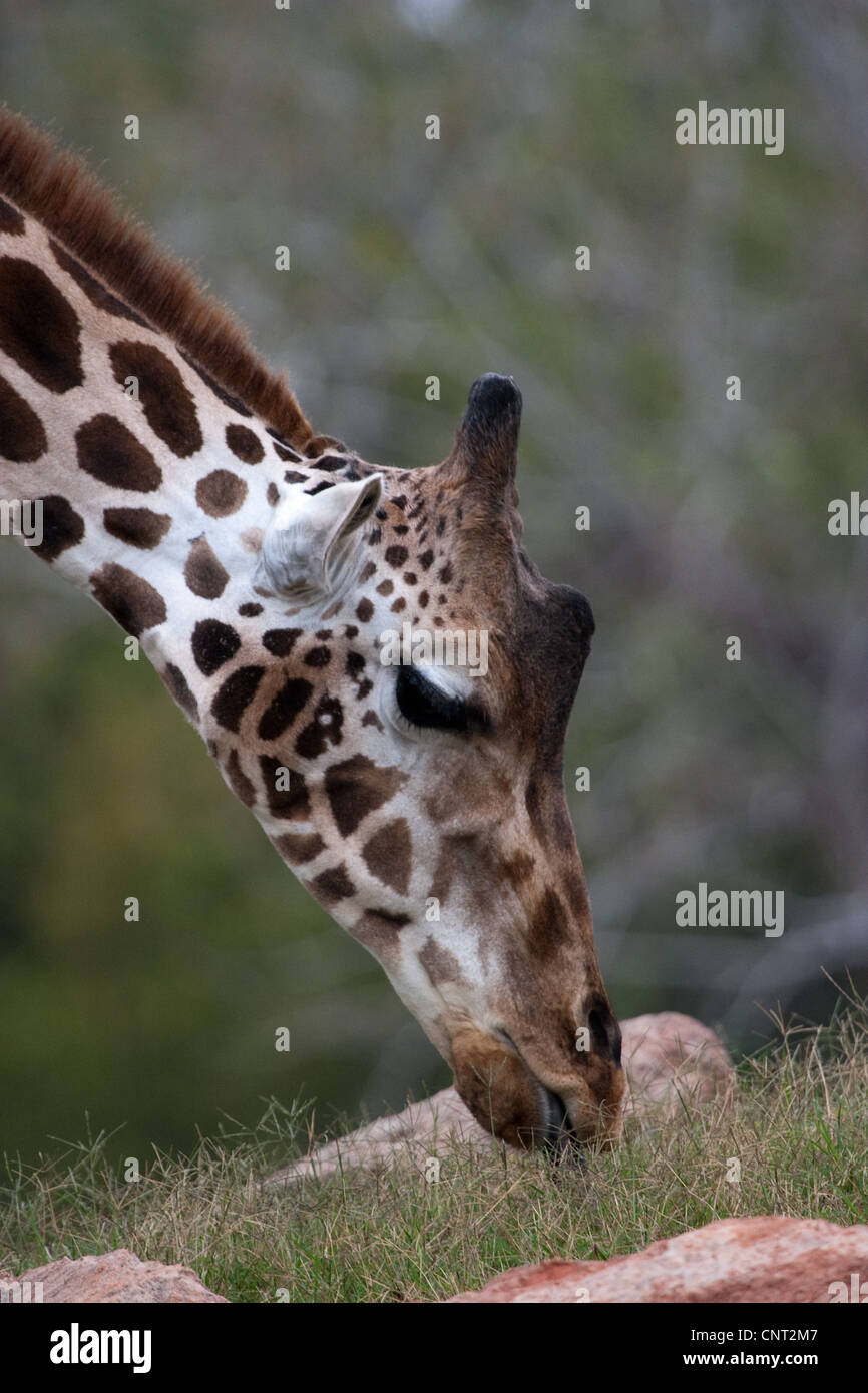 Giraffe Camelopardalis Giraffe Legs Stock Photo - Alamy