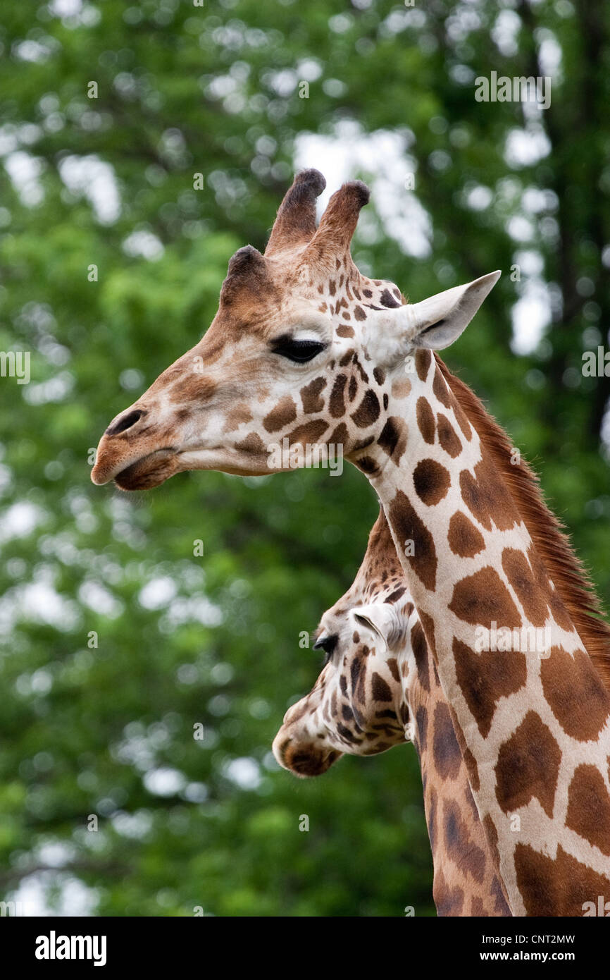 Giraffe Camelopardalis Giraffe Legs Stock Photo - Alamy