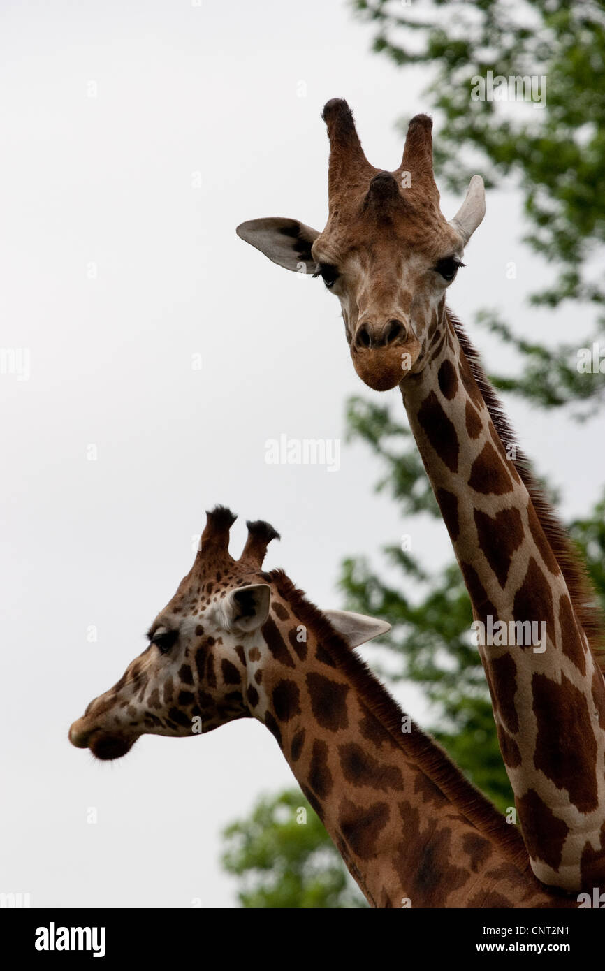 Giraffe Camelopardalis Giraffe Legs Stock Photo - Alamy