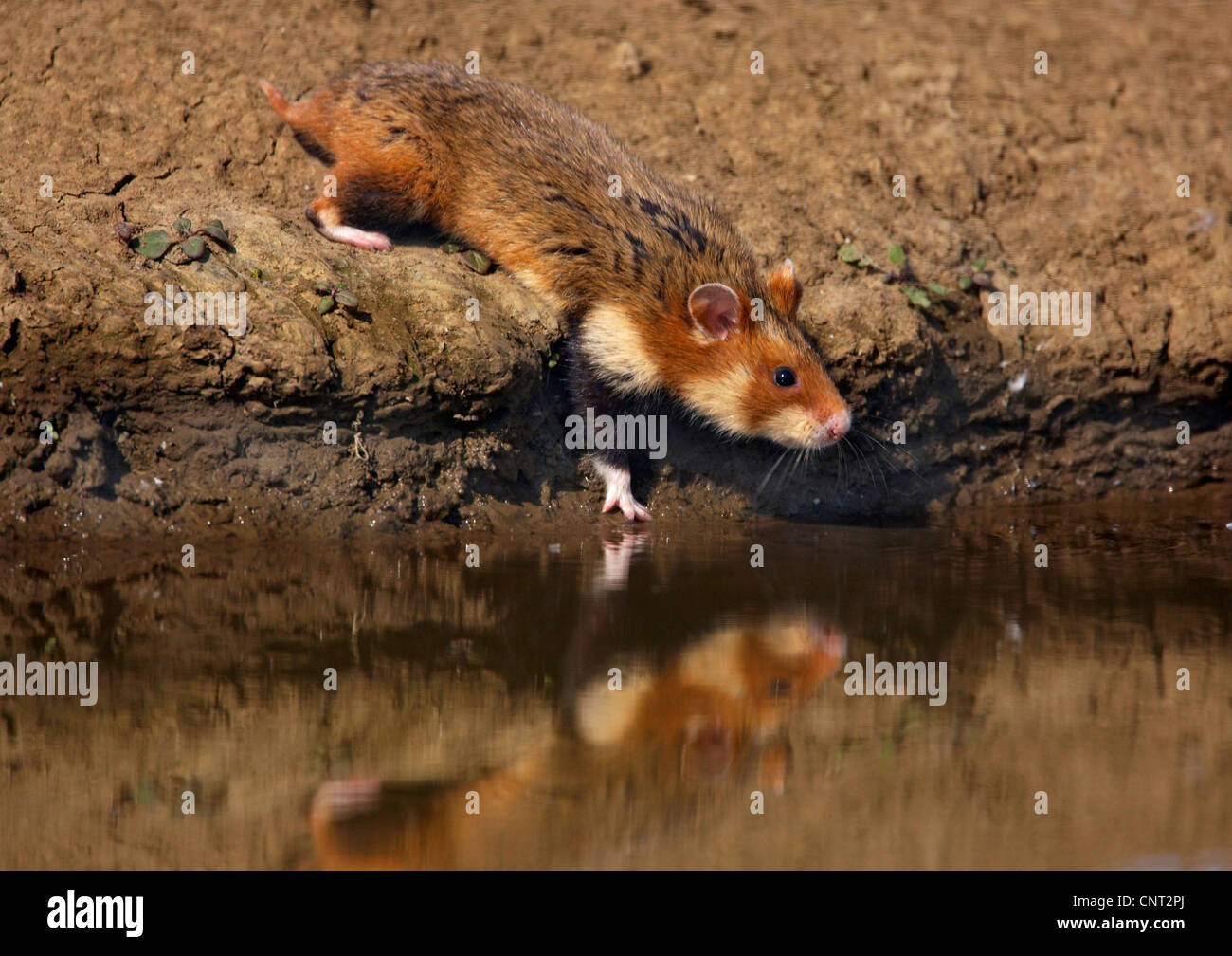 common hamster, black-bellied hamster (Cricetus cricetus), went to ...