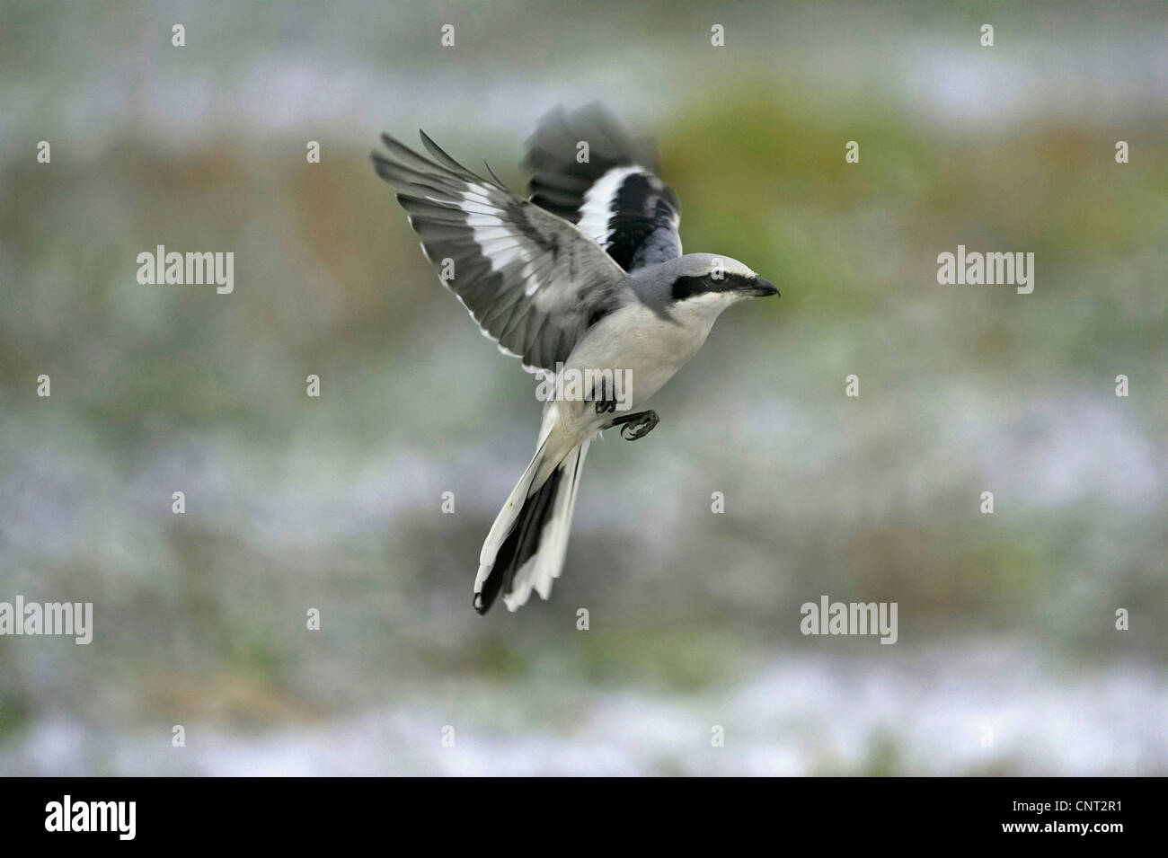great grey shrike (Lanius excubitor), in flight, Finland Stock Photo ...
