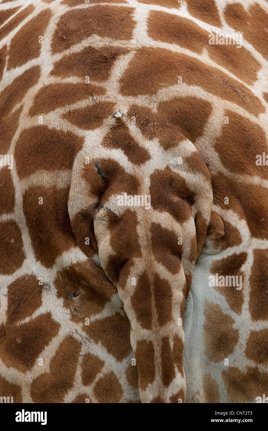 Giraffe Camelopardalis Giraffe Legs Stock Photo - Alamy