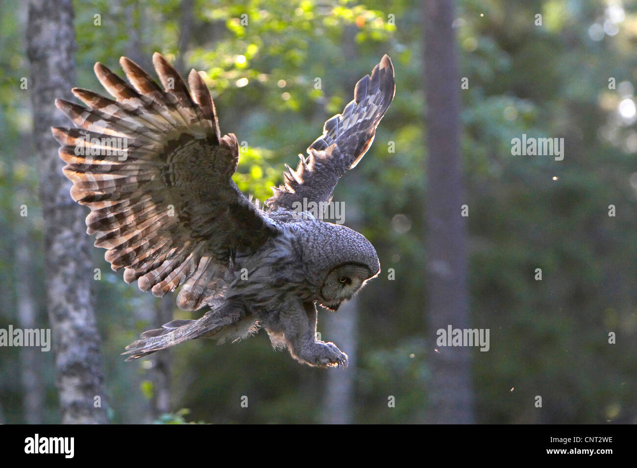 great grey owl (Strix nebulosa), approach for a landing, Finland Stock ...