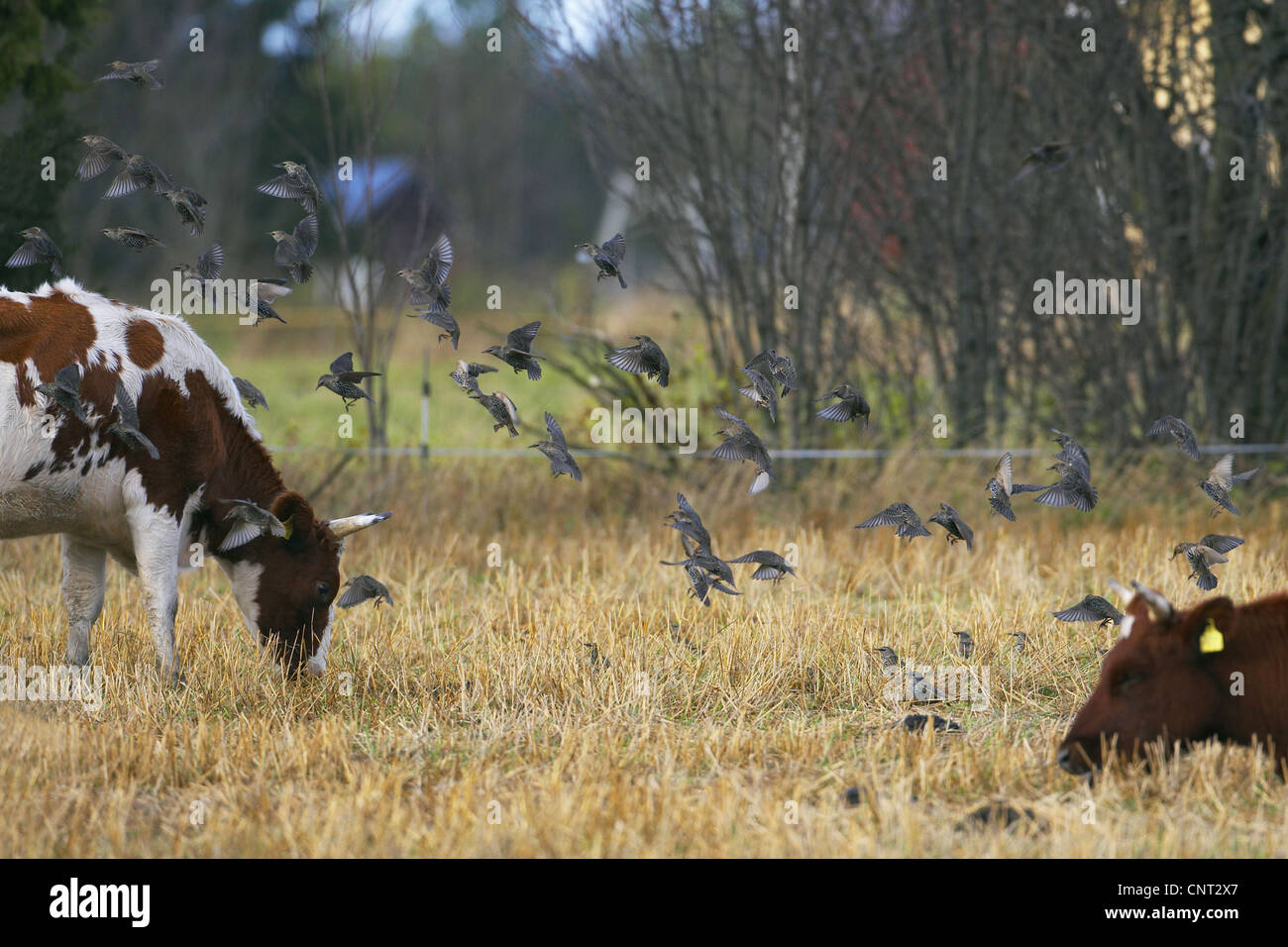 Dairy farming finland hi-res stock photography and images - Alamy