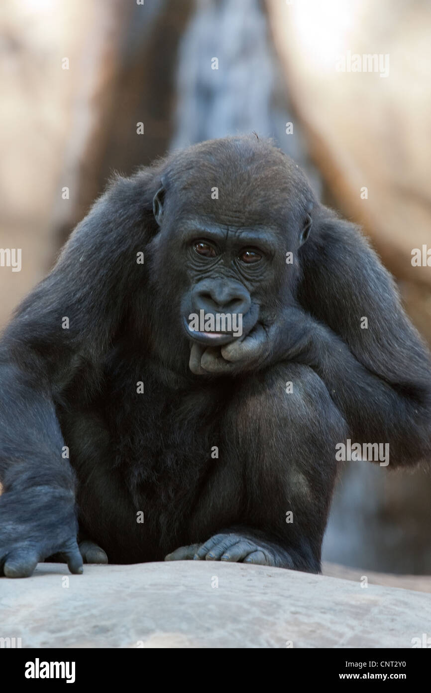 Ape Gorilla Primate baby Stock Photo - Alamy