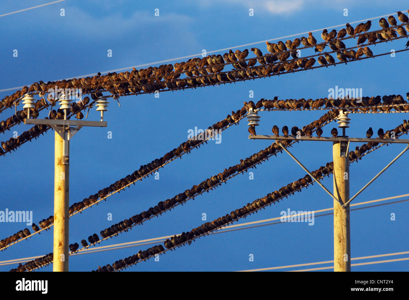 Large groups of starlings hi-res stock photography and images - Alamy