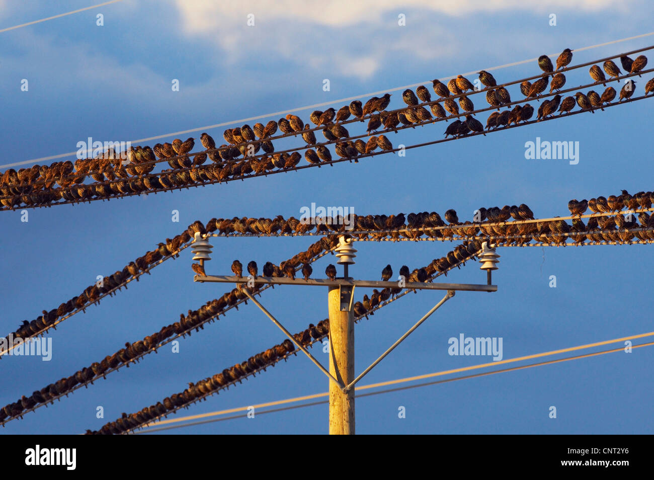 common starling (Sturnus vulgaris), individuals collecting for bird ...