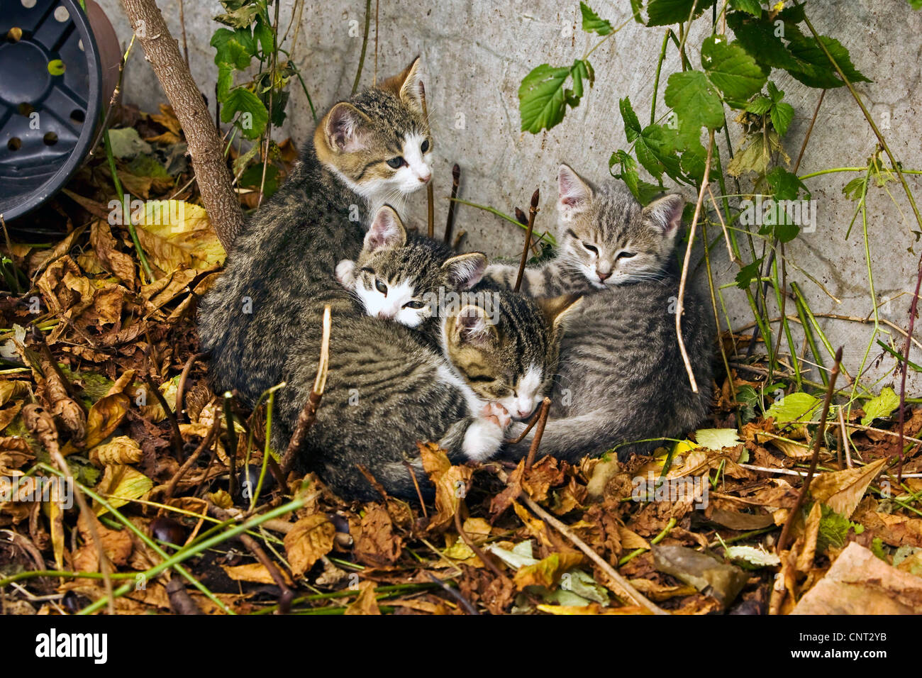 domestic cat, house cat (Felis silvestris f. catus), animal family ...
