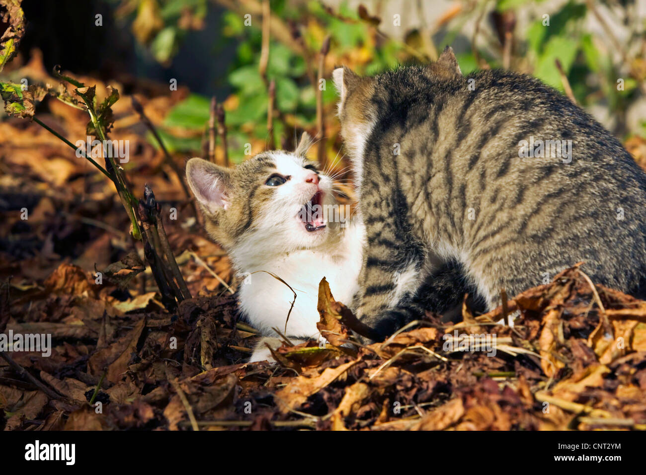 Kitten fighting hi-res stock photography and images - Alamy