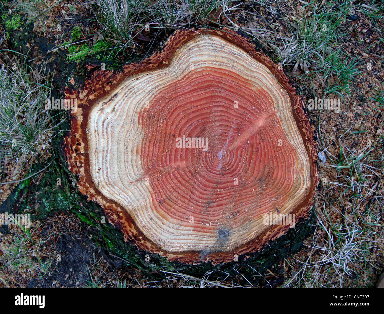 Cross section of douglas fir hi-res stock photography and images - Alamy