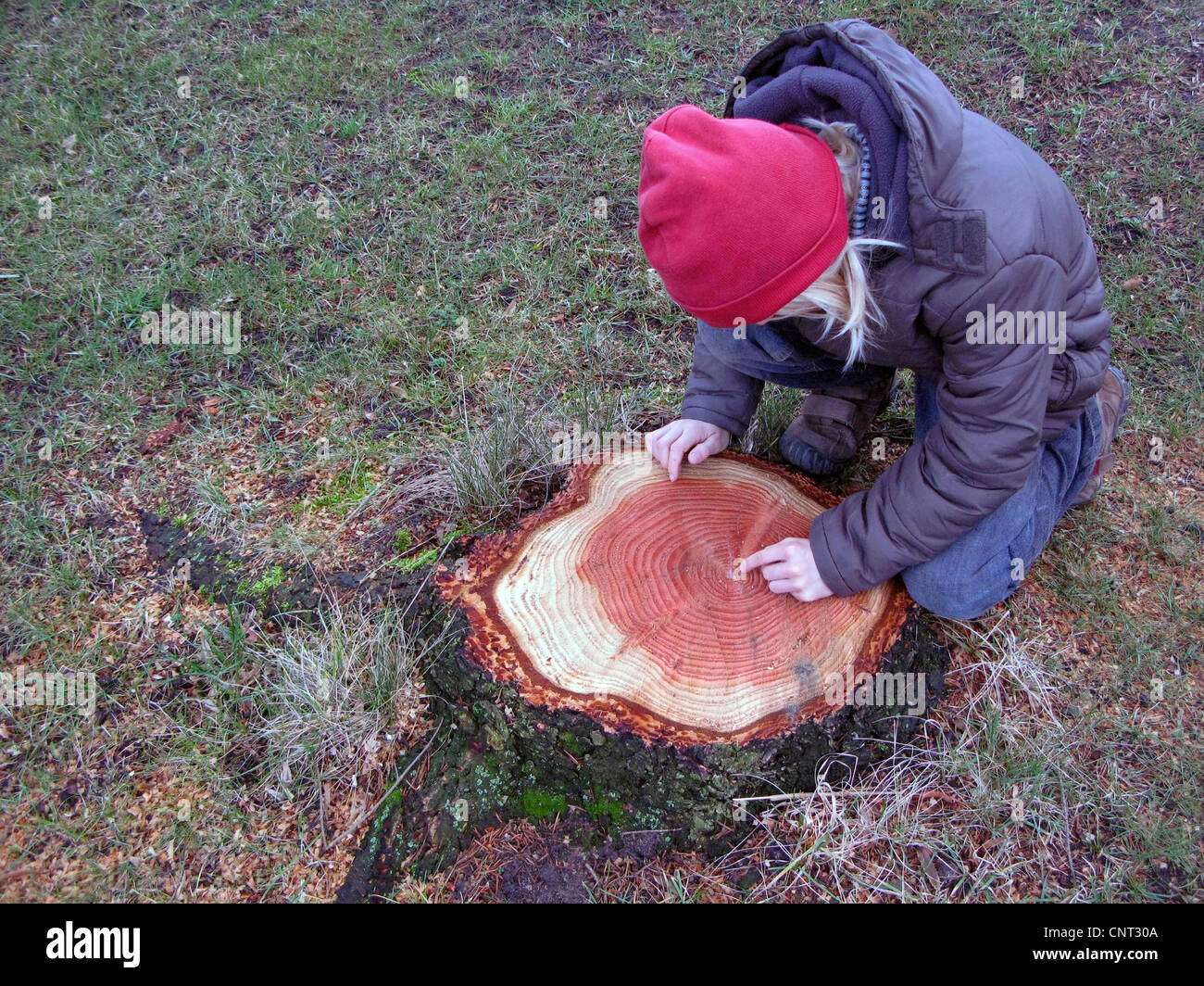 One fir tree High Resolution Stock Photography and Images - Alamy