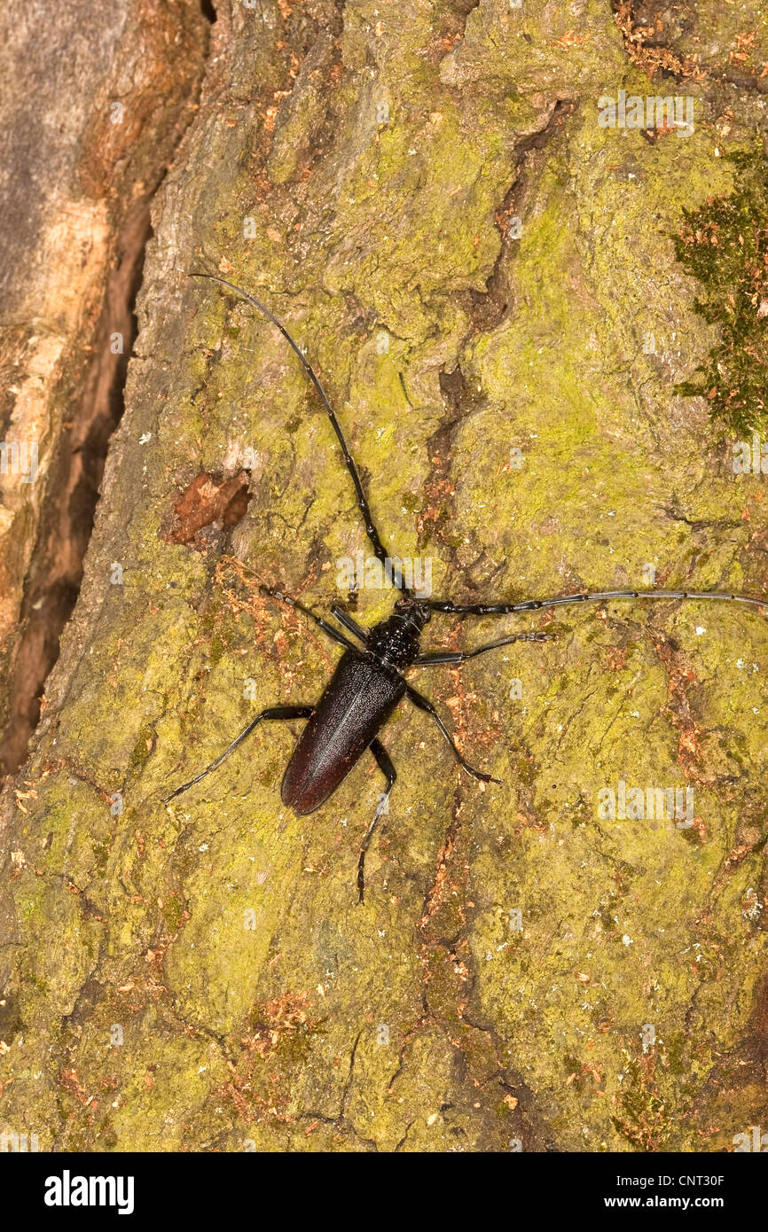 great capricorn beetle, oak cerambyx (Cerambyx cerdo), male on oak bark ...