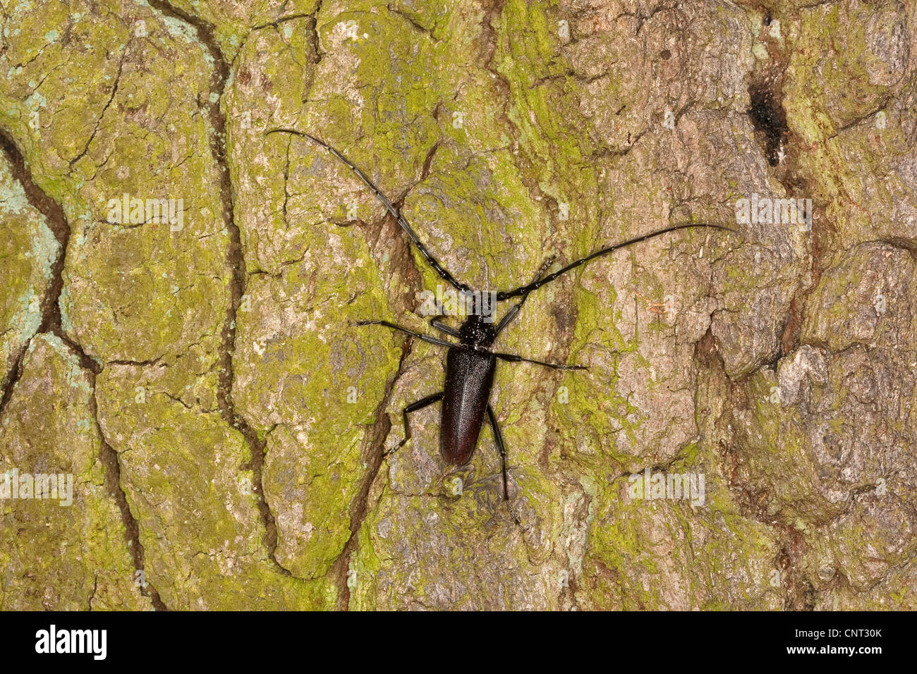 great capricorn beetle, oak cerambyx (Cerambyx cerdo), male on oak bark ...