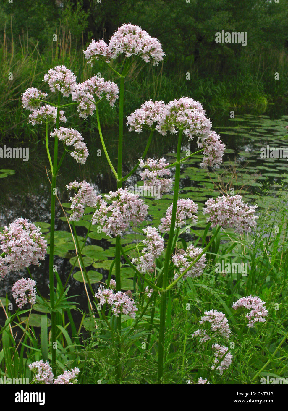 Valerians hi-res stock photography and images - Alamy
