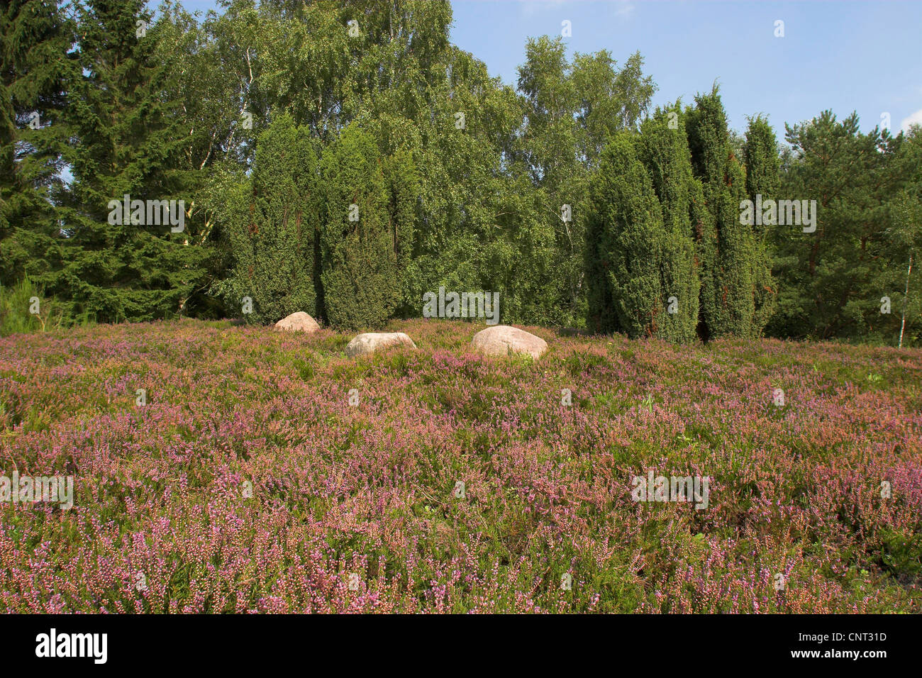 Calluna vulgaris heath hi-res stock photography and images - Alamy
