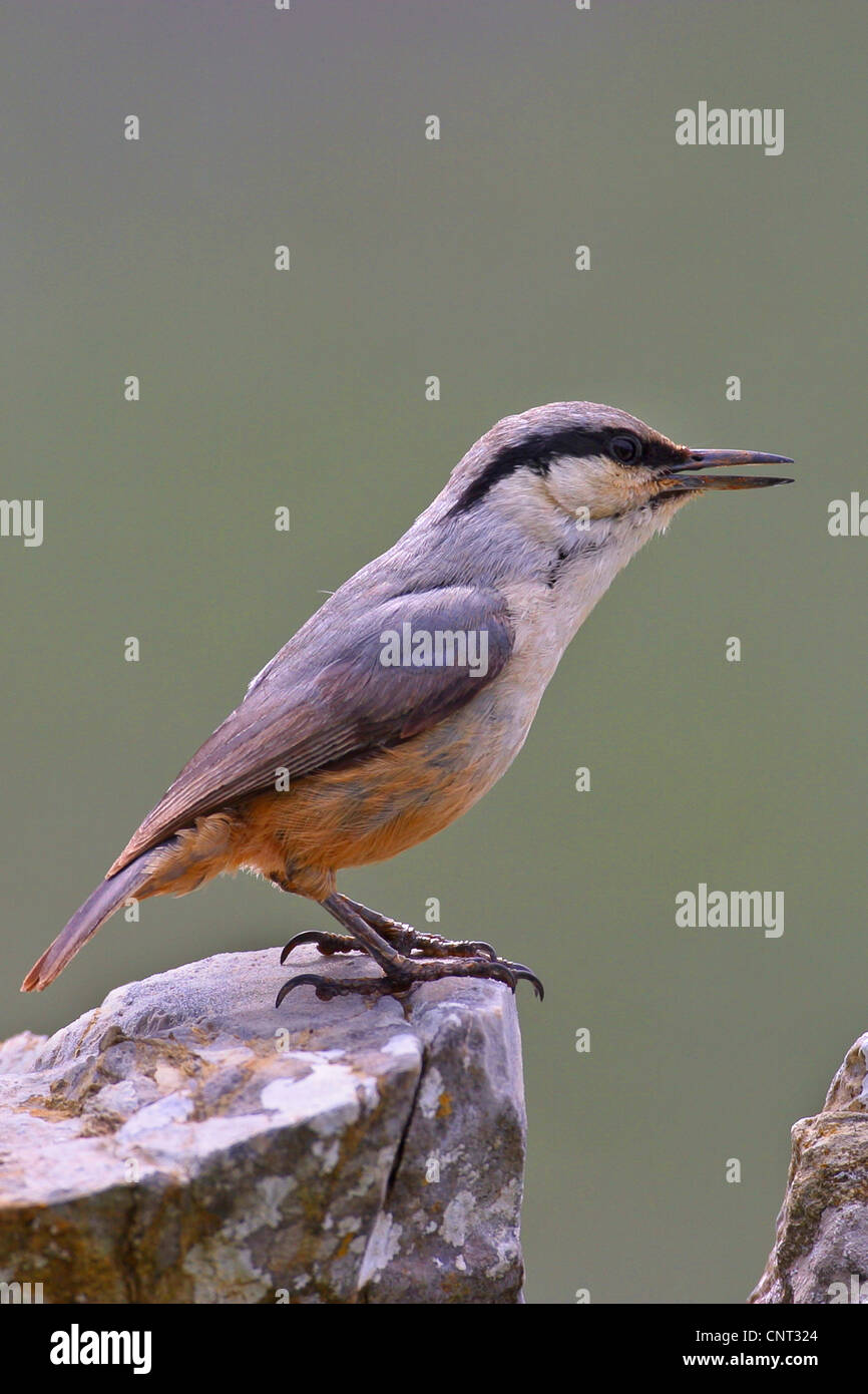 rock nuthatch (Sitta neumayer), male sitting on a rock singing Stock ...