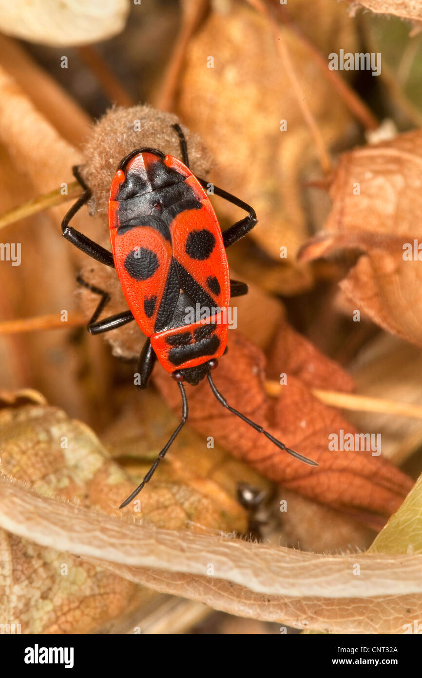 Lime color colour hi-res stock photography and images - Alamy