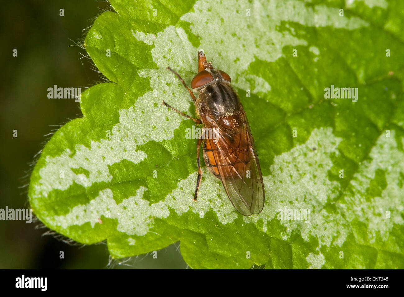 Rhingia campestris hi-res stock photography and images - Alamy
