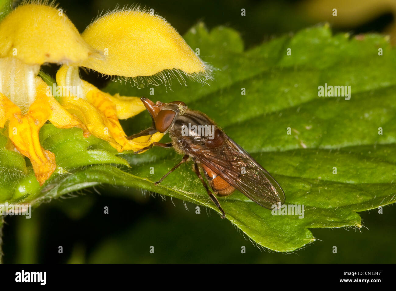 Rhingia campestris (Rhingia campestris), sitting at the yellow blossoms ...