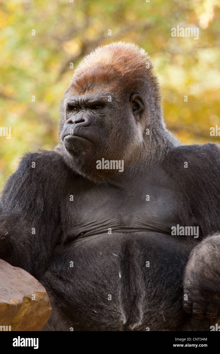 Ape Gorilla Primate Stock Photo - Alamy