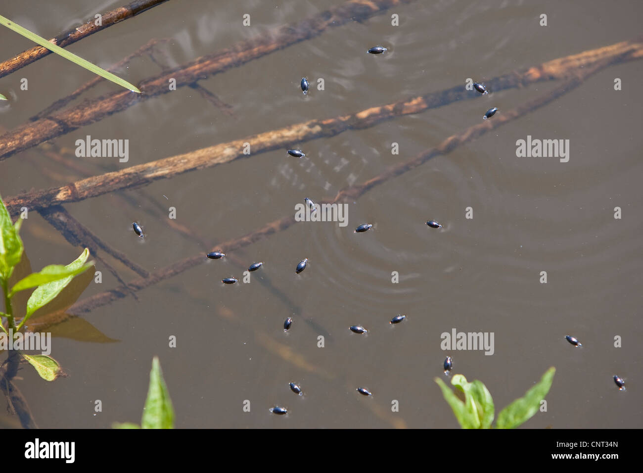 common whirligig beetle (Gyrinus substriatus, Gyrinus natator ...