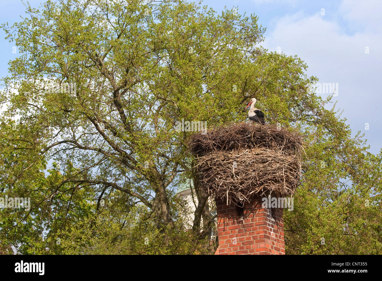 Stork nest chimney hi-res stock photography and images - Alamy