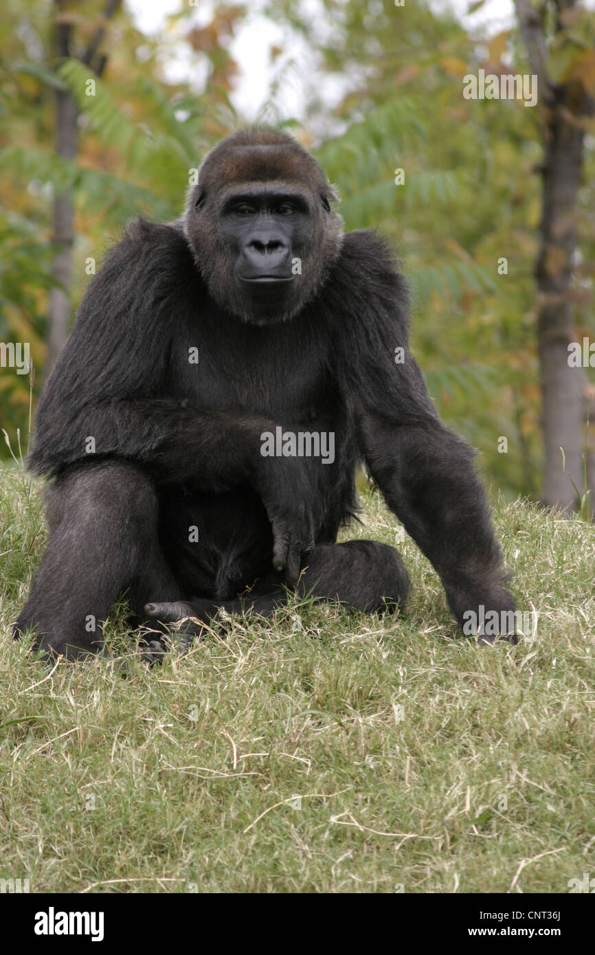 Ape Gorilla Primate Stock Photo - Alamy