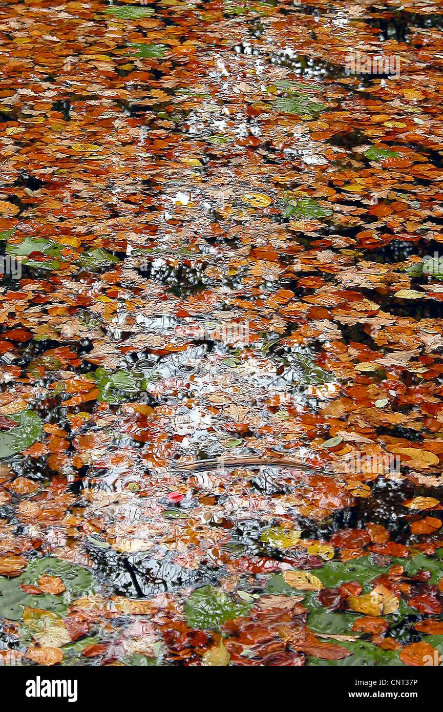 autumn leaves on a water surface Stock Photo - Alamy