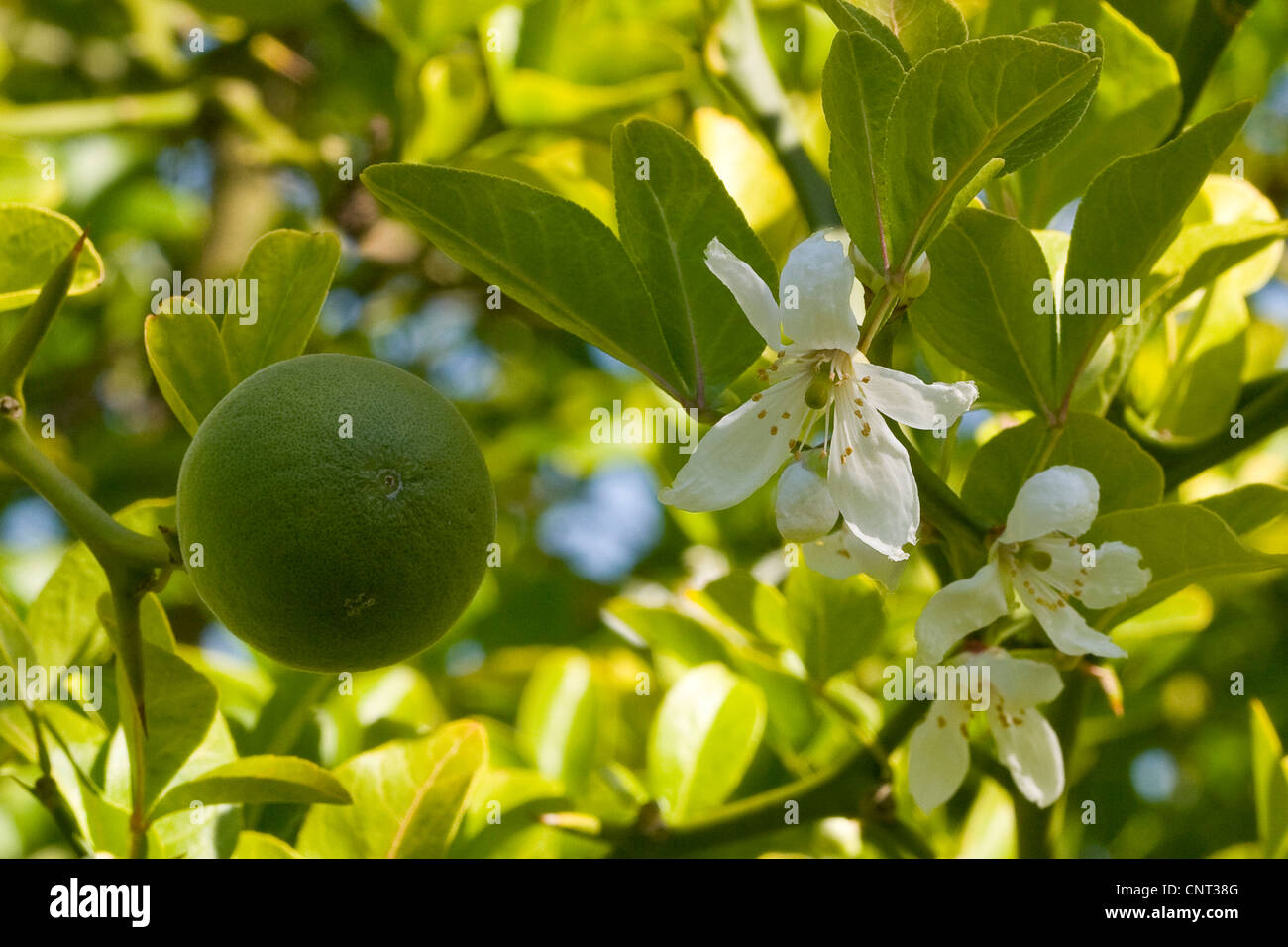 Trifoliate orange poncirus trifoliata hi-res stock photography and ...