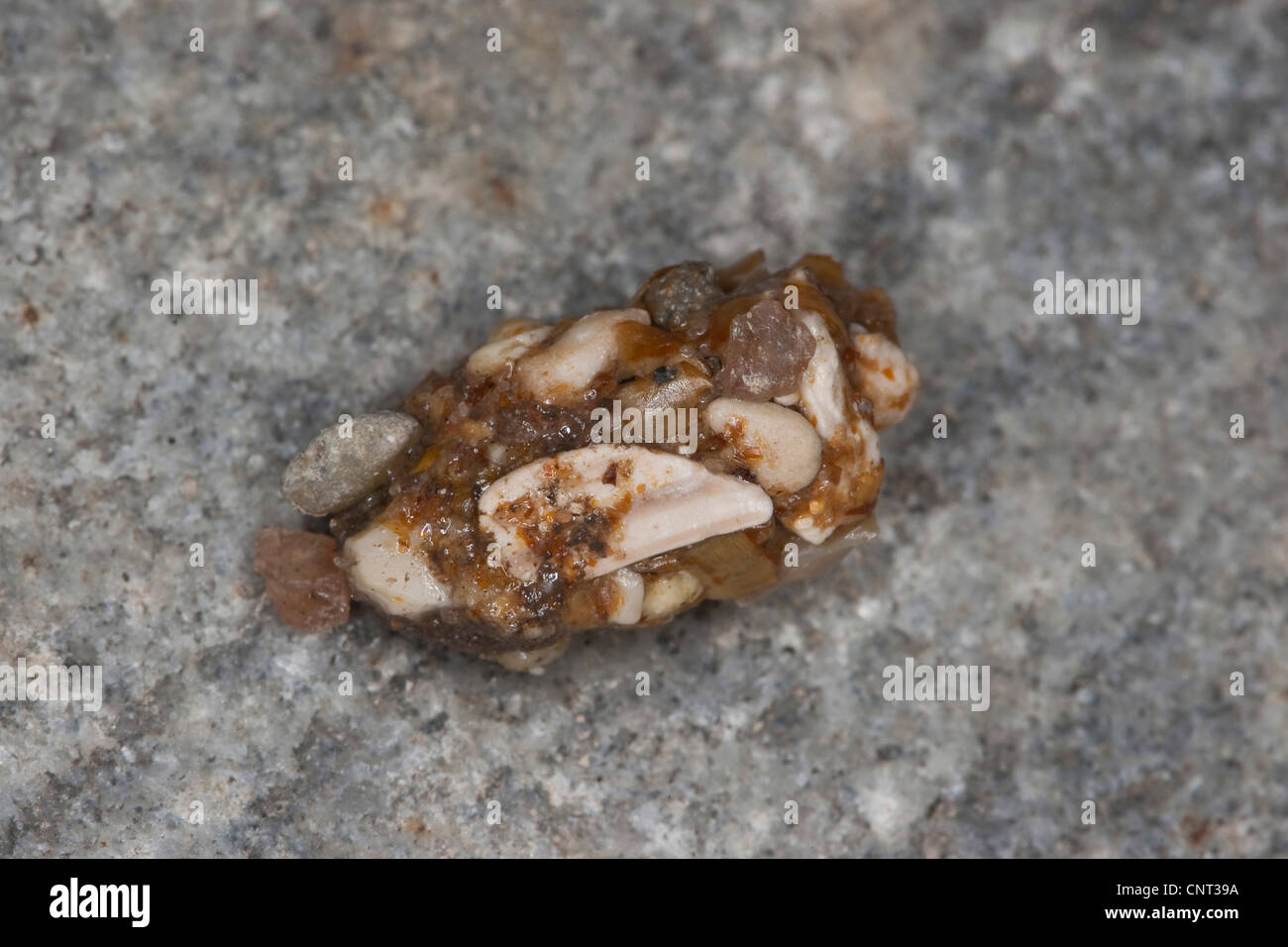 Black billed magpie pica pica owl hi-res stock photography and images ...