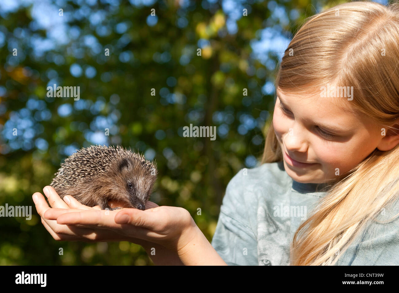 Western hedgehog, European hedgehog (Erinaceus europaeus), girl with ...