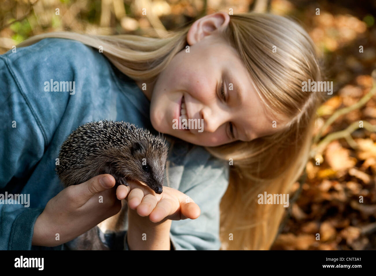 Western hedgehog, European hedgehog (Erinaceus europaeus), girl with ...