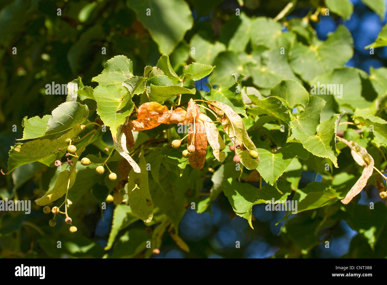 Small leaved lime littleleaf linden little leaf hi-res stock ...