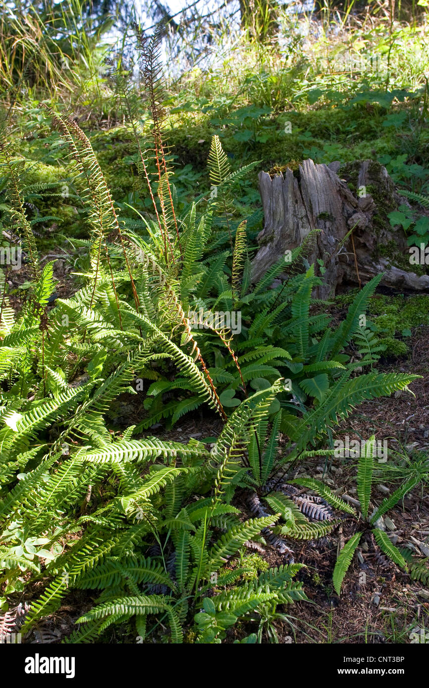hard-fern (Blechnum spicant), habit, Germany Stock Photo - Alamy