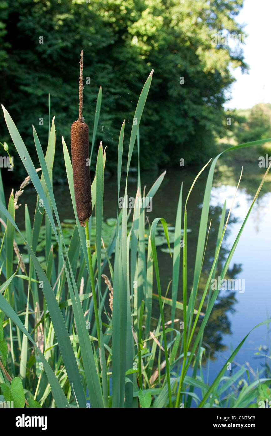 common cattail, broad-leaved cattail, broad-leaved cat's tail, great ...