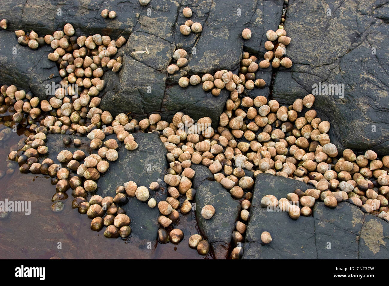 Edible winkle hi-res stock photography and images - Alamy