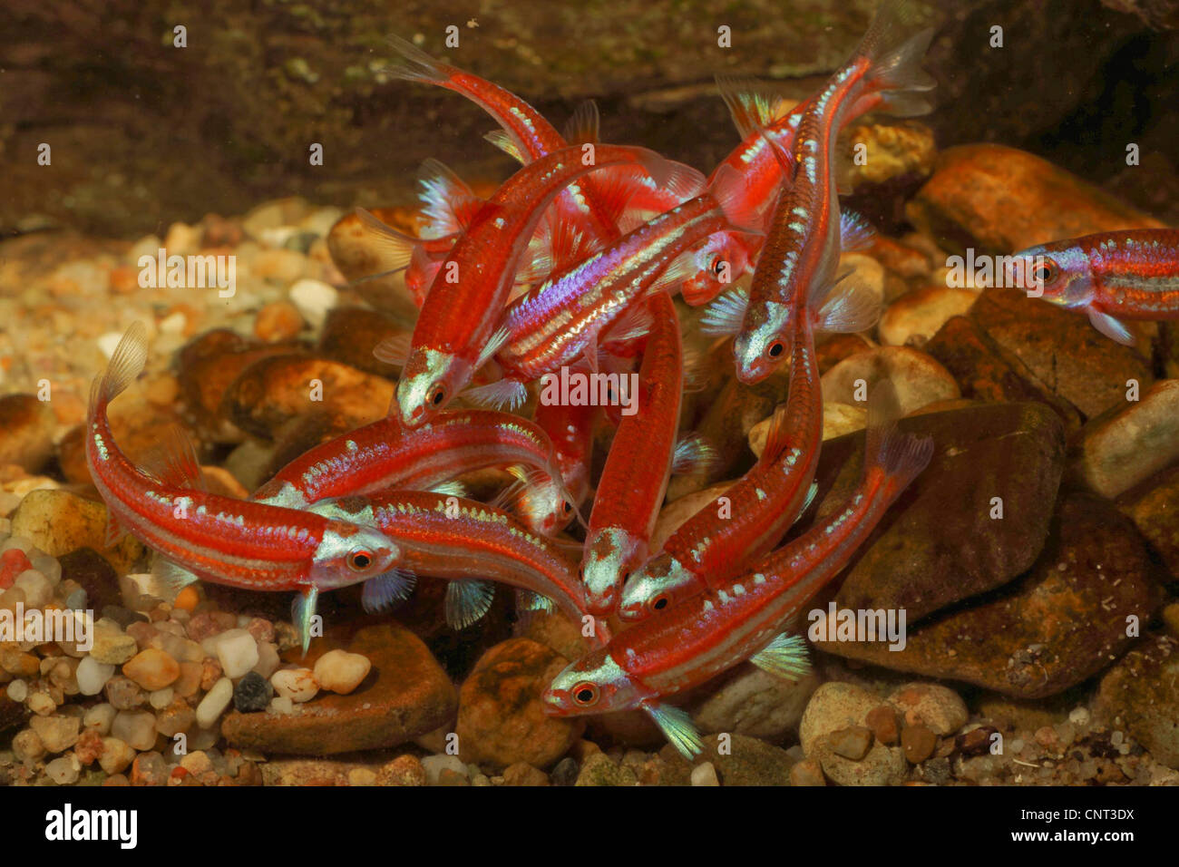 Red shiner fish tank hi-res stock photography and images - Alamy