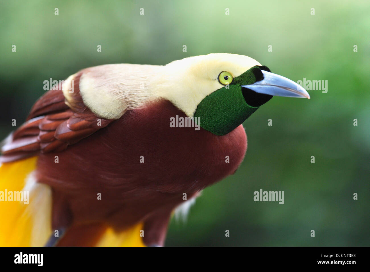 lesser bird of paradise (Paradisaea minor), female Stock Photo - Alamy