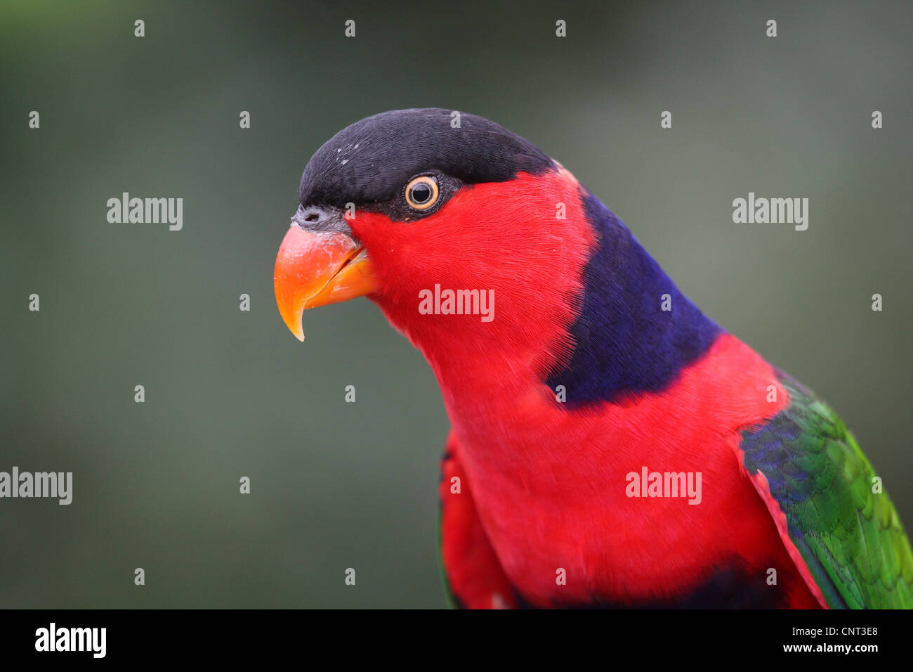 black-capped lory (Lorius lory), portrait Stock Photo - Alamy