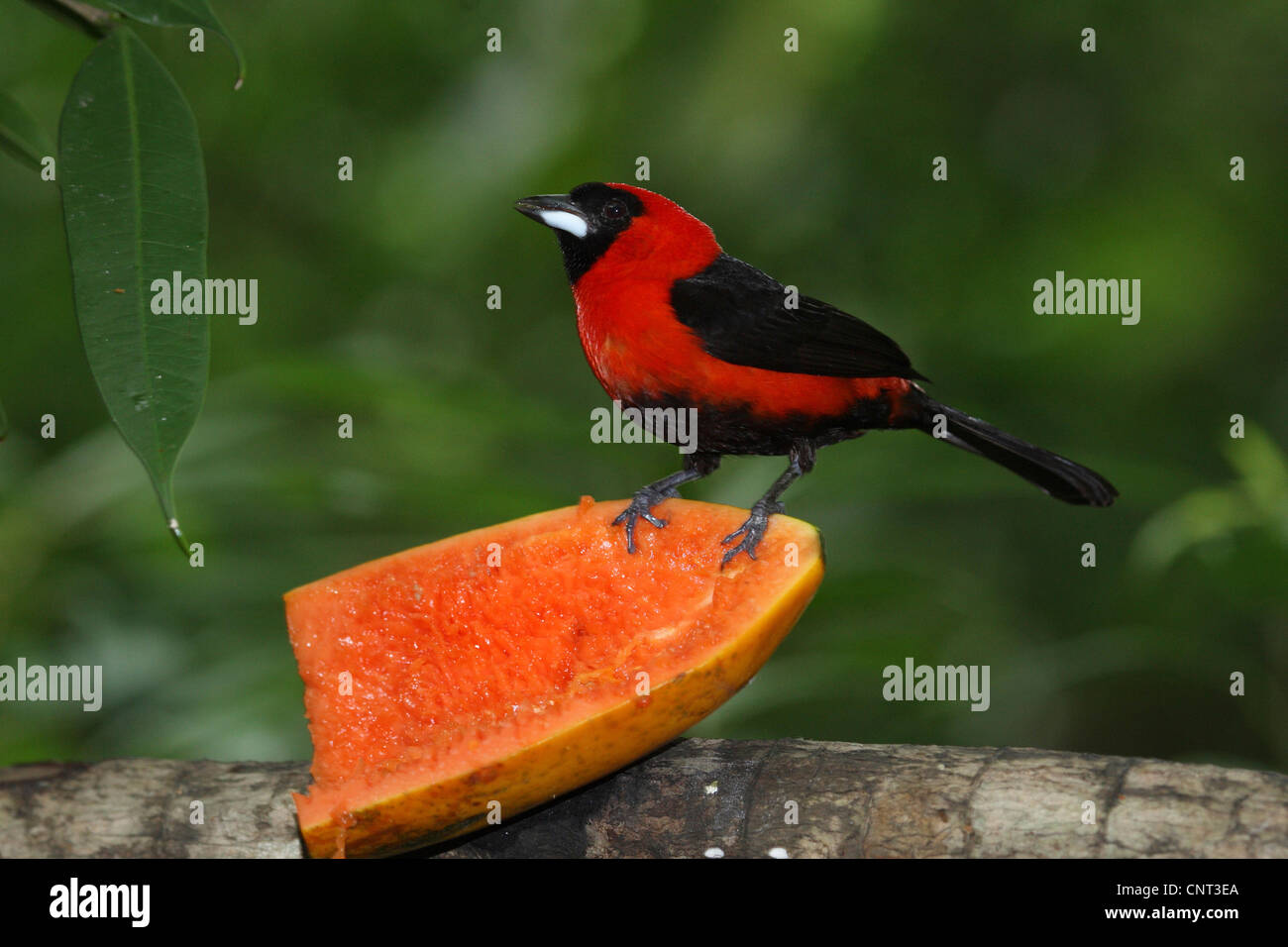 masked crimson tanager (Rhamphocelus nigrogularis), at feeding place ...